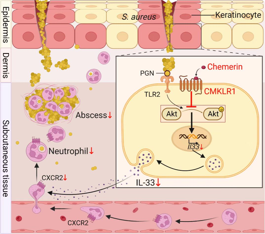 CMI | 何睿课题组揭示Chemerin/CMKLR1轴参与抗皮肤金黄色葡萄球菌感染的宿主固有免疫逃逸