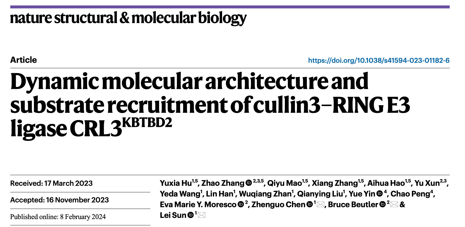 NSMB | 孙蕾/陈振国等团队揭示CRL3 E3泛素复合物底物招募及催化的全过程